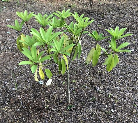 Daphniphyllum Macropodum North Carolina Extension Gardener Plant Toolbox