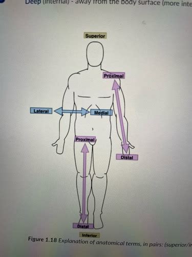 1 2 Flashcards Quizlet