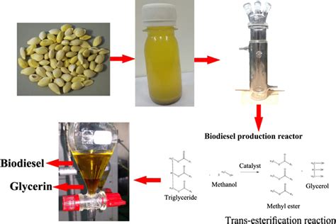 Transesterification Reaction Process Download Scientific Diagram