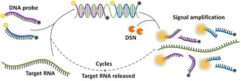 Sars Cov 2 Rna Detection With Duplex Specific Nuclease Signal Amplification