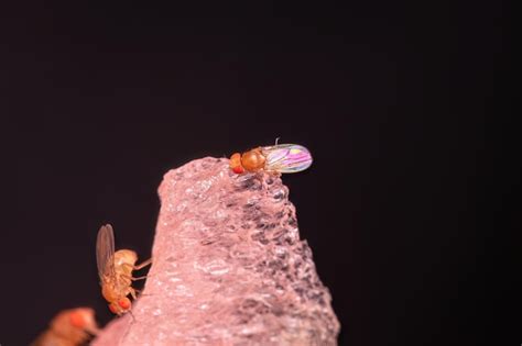 Premium Photo Adult Small Fruit Fly