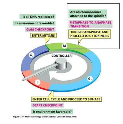 Regulation Of The 3rd Cell Cycle Checkpoint Flashcards Quizlet