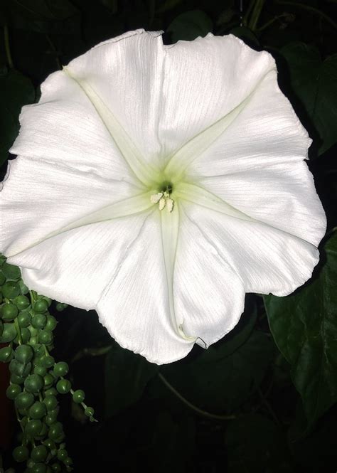 Ipomoea Alba ‘moonflower Vine At Night In My Garden Flickr