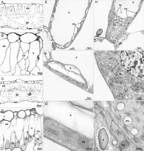 Light Microscopy And Tem Of Leaf Tissue Of Wild Type And Oefd1 Plants