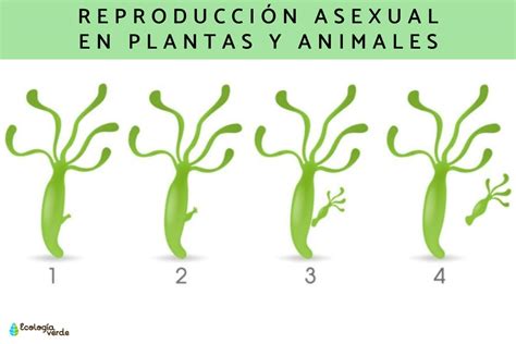Reproducción Asexual Definición Y Ejemplos