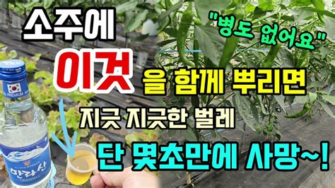 소주에 이것을 함께 뿌리면 벌레 단 몇초만에 사망 탄저병 역병 곰팡이병이렇게 예방하세요 천연살충제 Youtube