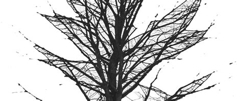 Building A Collapsible Tree Appian Rocks Building A Collapsible Tree Appian Rocks