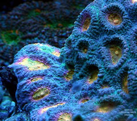 Micromussa Members Gallery Wamas Forums