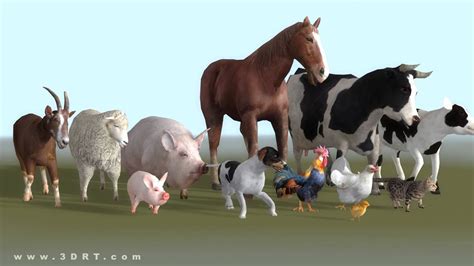 Domestic Animals Model at Hamish Geake blog
