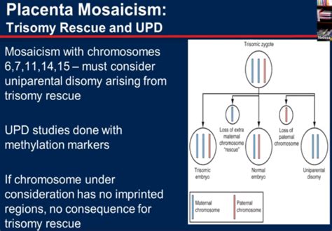 Non Mendelian Inheritance Flashcards Quizlet Non Mendelian Inheritance Flashcards Quizlet