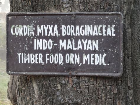 Plants Of Lahore Pakistan Lassora Tree Cordia Obliqua