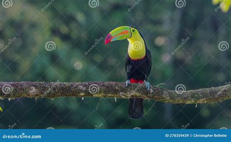 Front View Of A A Keel Billed Toucan Perched On A Branch In Late
