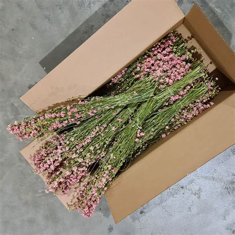 Delphinium Dried Natural Pink Box 25 Bunches Atlas Flowers