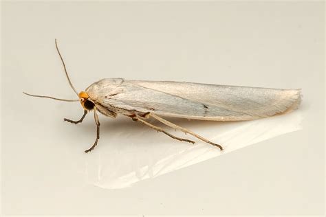 Yellow Headed Lichen Moth Focal World