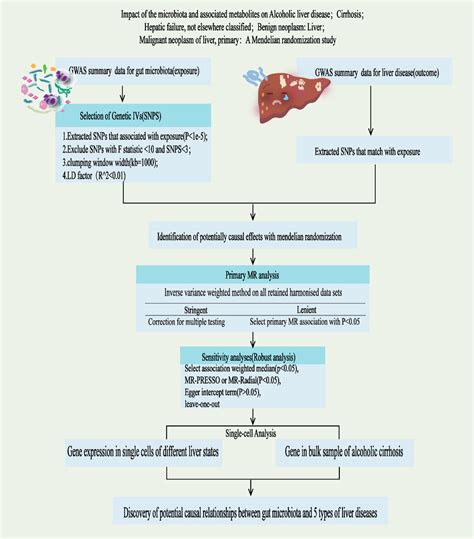 Frontiers Causal Impact Of Gut Microbiota On Five Liver Diseases Insights From Mendelian