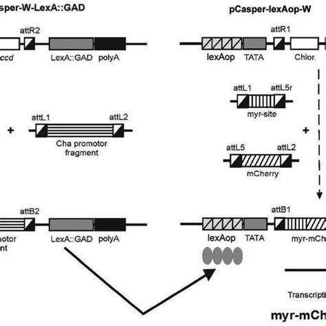 Pdf Gateway Cloning Vectors For The Lexa Based Binary Expression System In Drosophila