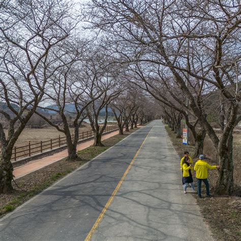 Cherry Blossom Tree Path Cherry Tree Path Free Photo Download