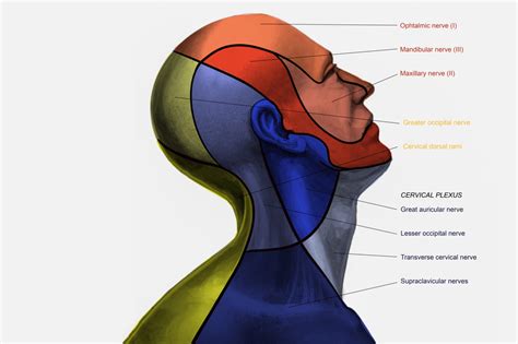 Ultrasound Guided Cervical Plexus Block