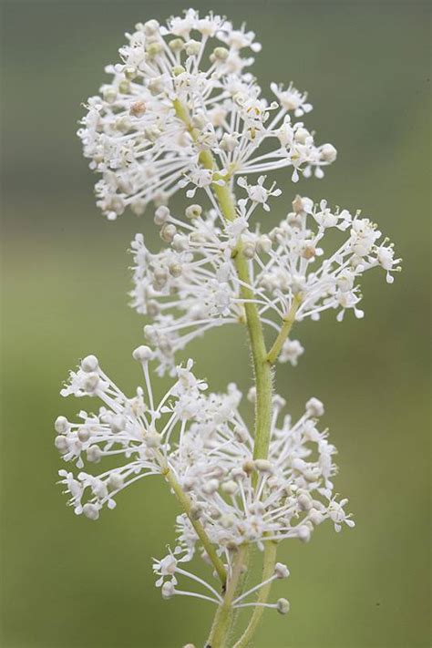 Ceanothus Sanguineus Burke Herbarium Image Collection