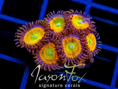 Jason Fox Mothers Day After Sale 50 Off Page 9 Reef2reef