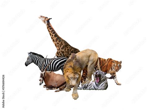 Animals Group Png