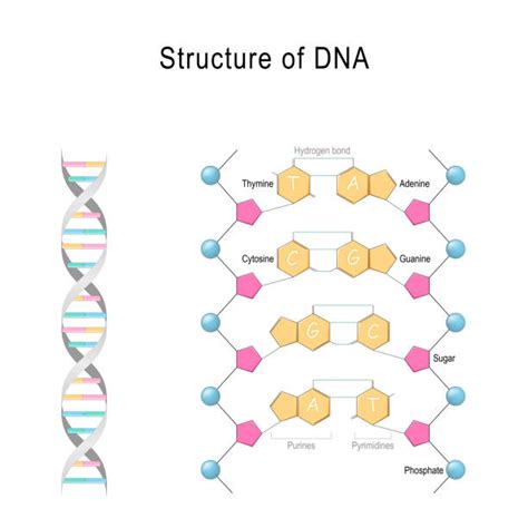 Dna Structure 3d Labeled