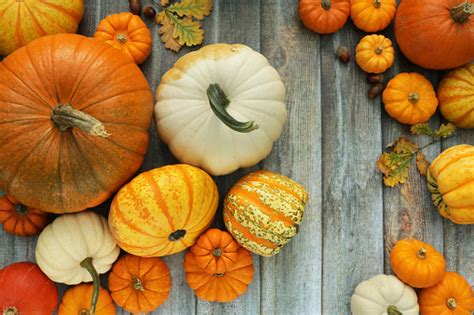 오크 잎과 도토리 나무 곡물 배경 높은 전망으로 둘러싸인 갓 수확 잘 익은 노란색 흰색과 오렌지 색호박과 Gourds의 이미지 0명에 대한 스톡 사진 및 기타 이미지