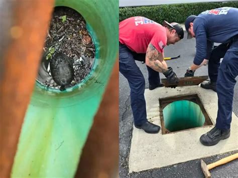 ‘mr Pickles The Turtle Saved After Days In Drain
