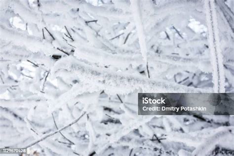 겨울에 나무 가지 덮여 눈과 서 리 화창한 날에 나뭇가지를 고정 0명에 대한 스톡 사진 및 기타 이미지 0명 12월 1월 Istock
