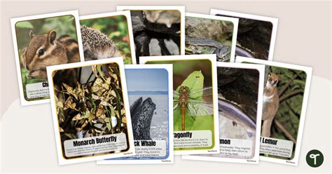 Animals That Hibernate And Migrate Picture Posters Teach Starter