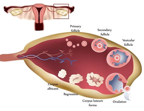 Signs Of Ovulation Archives