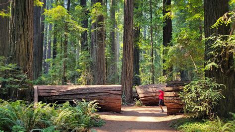 Humboldt Redwoods State Park Burlington Campground — Humboldt