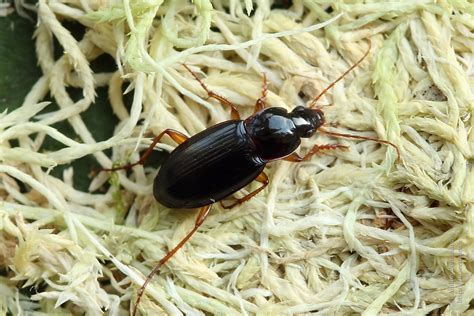 Photo 89843 Calathus Micropterus