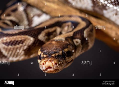 Royal Python Python Regius Studio Photography Stock Photo Alamy