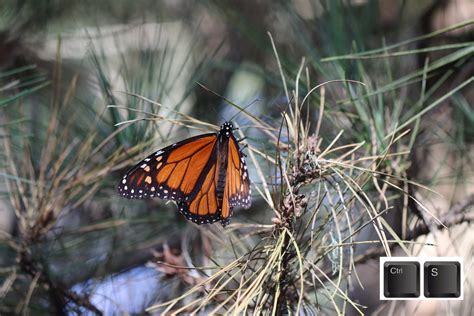 Ctrl Save Moments Of Your Life — Mavis Moon