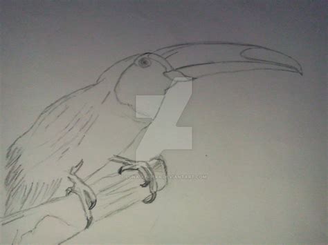 Toucan Sketch At Explore Collection Of Toucan Sketch