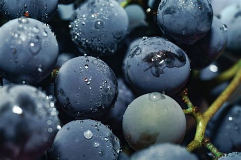 아름다운 파란색 젖은 이사벨라 포도 무리 배경을 닫습니다 매크로 보기 계절에 대한 스톡 사진 및 기타 이미지 계절 과일 농업 Istock