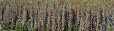 Mountain Pine Beetle Colorado State Forest Service Colorado State