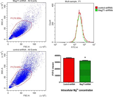 Magt1 Regulated The Odontogenic Differentiation Of Bmmscs Induced Bytgc Cm Via Erk Signaling