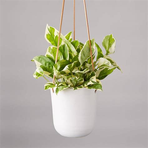 Emerald Pothos Vs Global Green