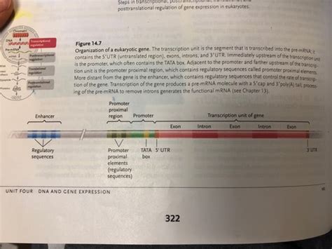 Biol 1000 Final Flashcards Quizlet