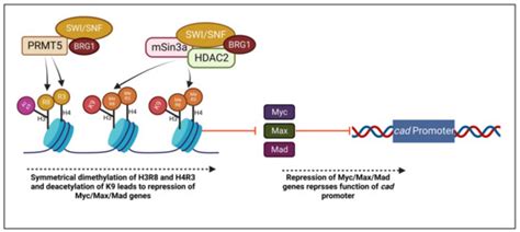 Brg1 Promoter Or Suppressor Of Cancer The Outcome Of Brg1s