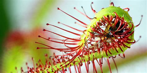 Sundew Plant