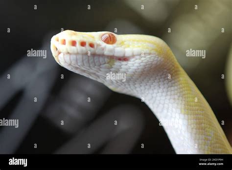 Albino Spider Ball Python