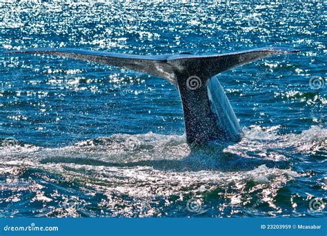 Blue Whale Breaching Stock Image Image Of Blue Mammal 23203959