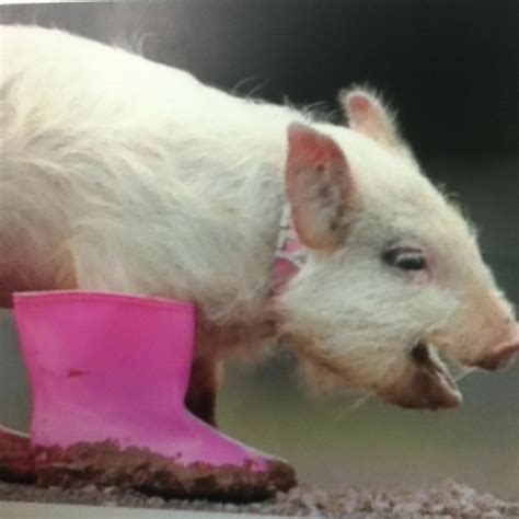 Pink Pig In Pink Mud Boots Mud Boots Mud Boots