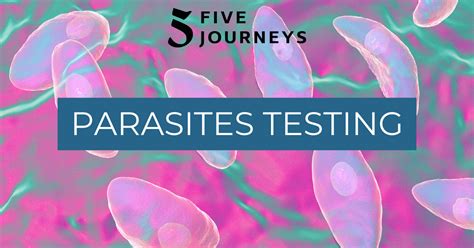 Parasite Testing Parasiten Im Körper Test Jmpie