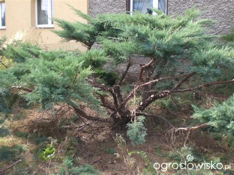 Ogr D Ma Y Ale Pojemny Strona Forum Ogrodnicze Ogrodowisko