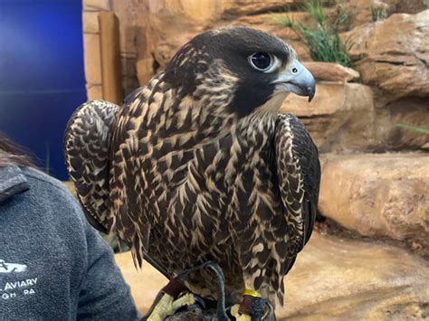 Peregrine Falconcam National Aviary