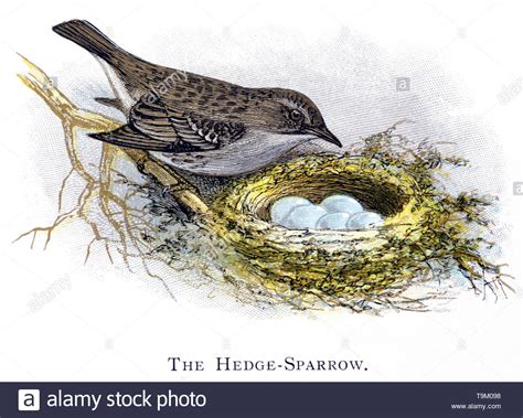 Sparrow Bird Nest